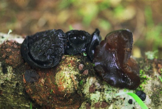 FUNGOS DE GALLAECIA Y NORTE DE LUSITANIA: APHYLLOPHORALES C